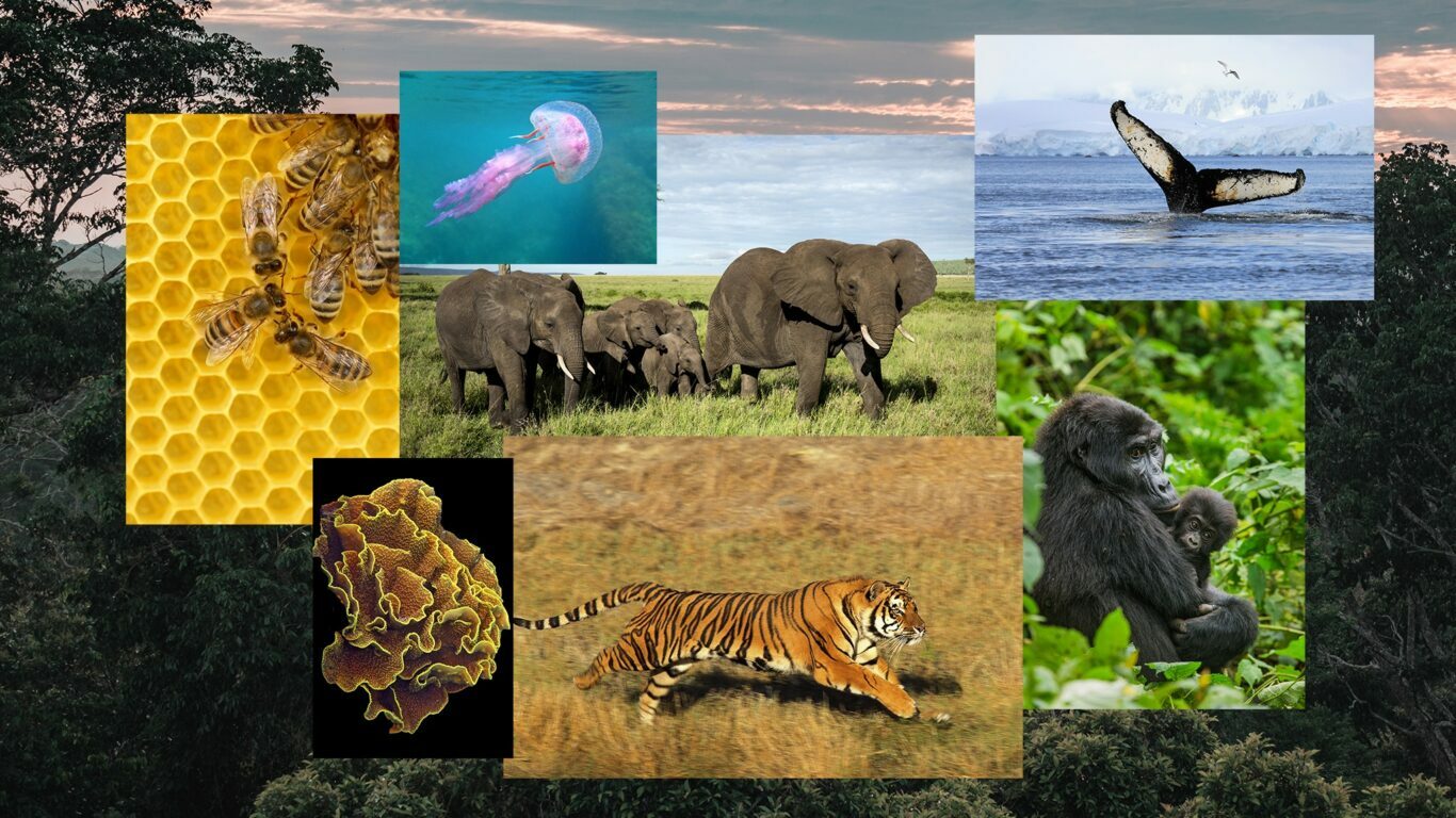 Altor to build the leading green transition bank by acquiring a ...